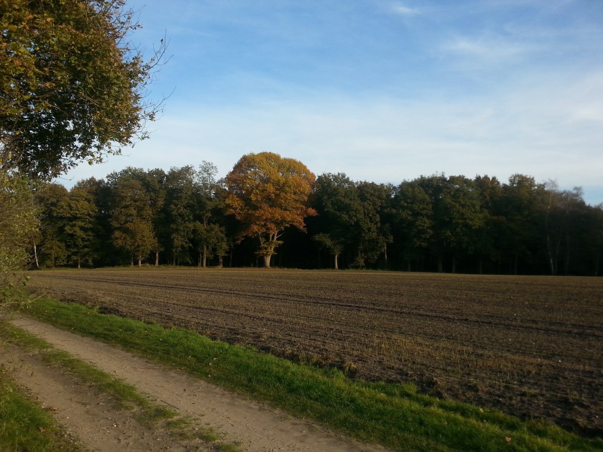 Hoe maak je een rondeel? – Alzirr Coaching & Advies