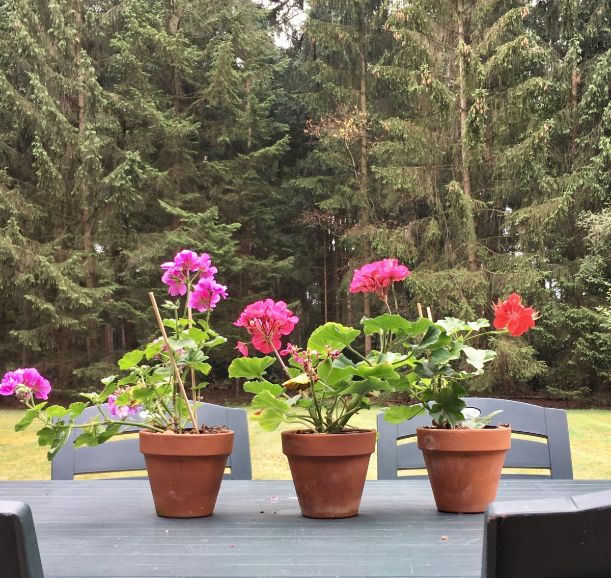 Achter de geraniums – Alzirr Coaching & Advies