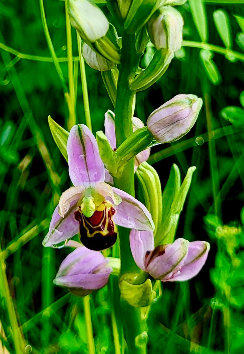 Orchideeën in Zoetermeer? – Alzirr – Karien Damen